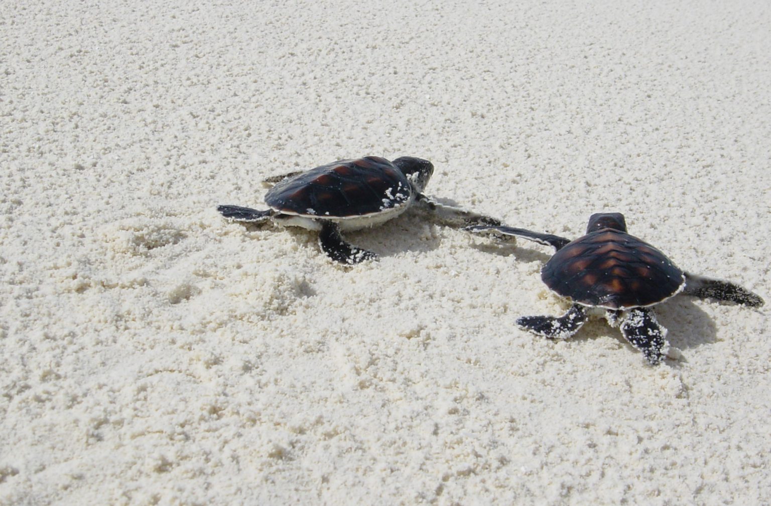 Protecting Bintan's Precious Turtles: A Guide to Turtle Conservation