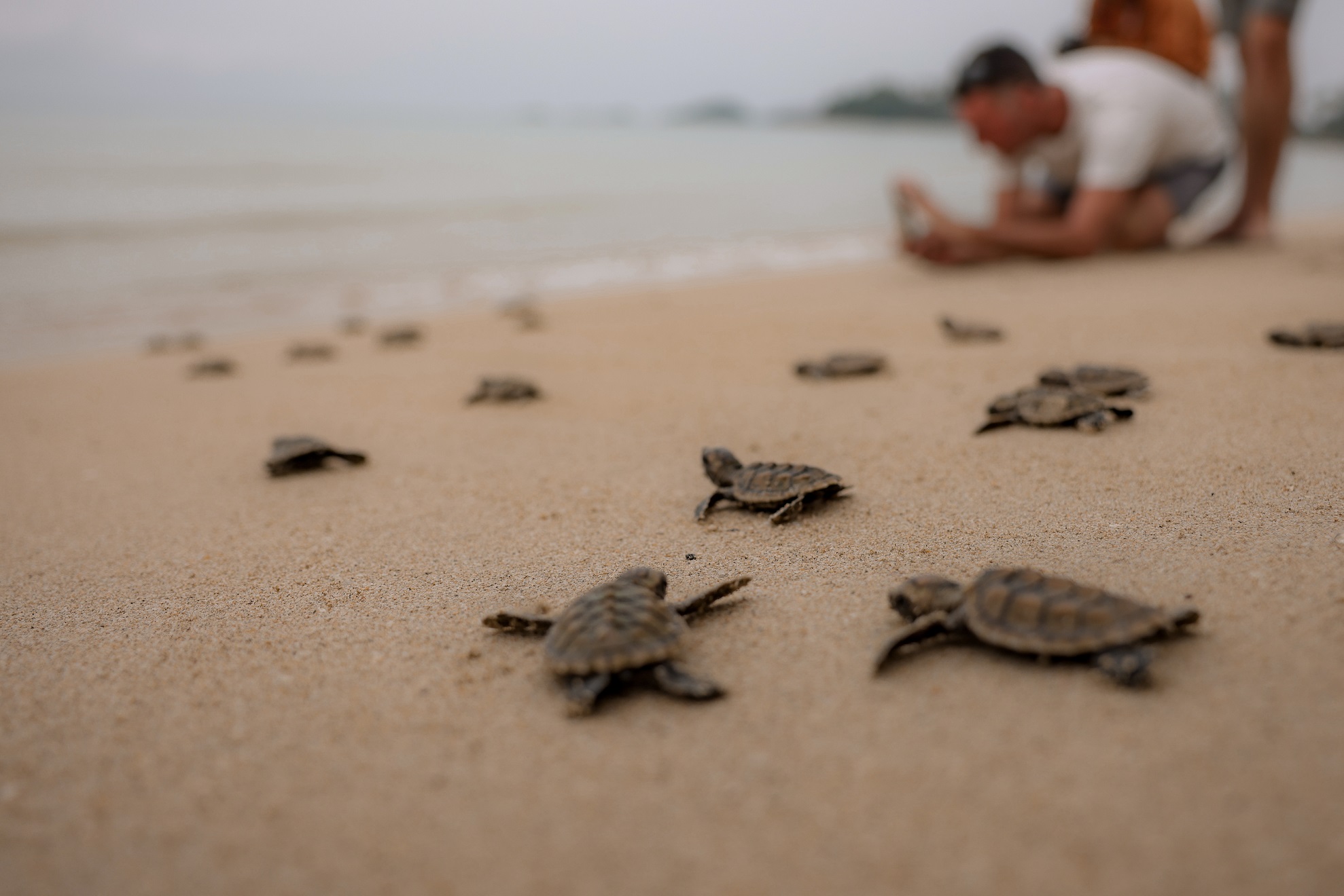 Bintan Resorts' Turtle Conservation at Mandiri Bintan Marathon