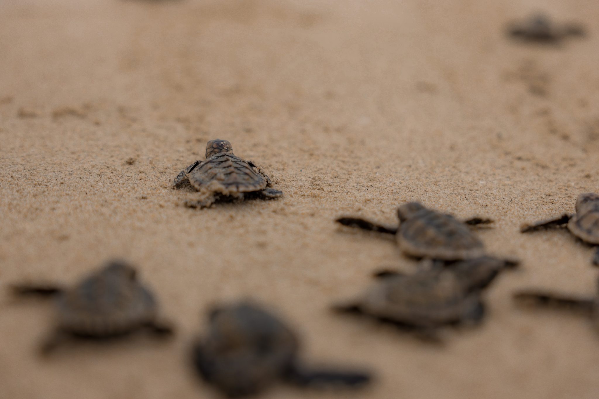 Banyan Tree Bintan Sea Turtle Conservation Project — Bintan Resorts