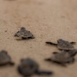 Plan Your Trip — Bintan Resorts