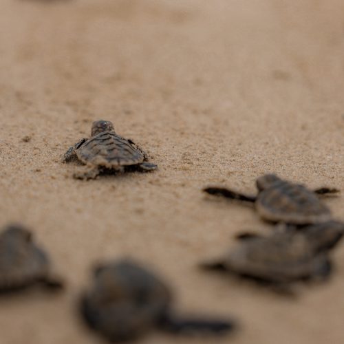 Plan Your Trip — Bintan Resorts